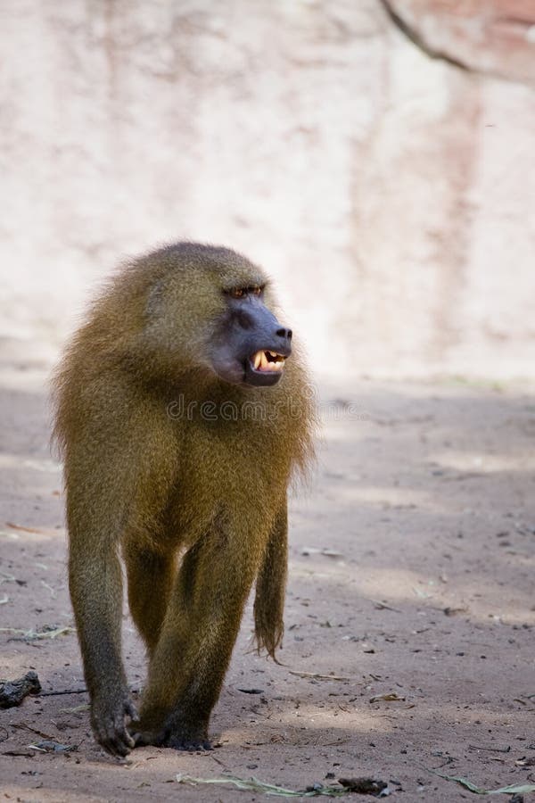 Angry Baboon Free Stock Photos & Pictures, Angry Baboon Royalty-Free ...