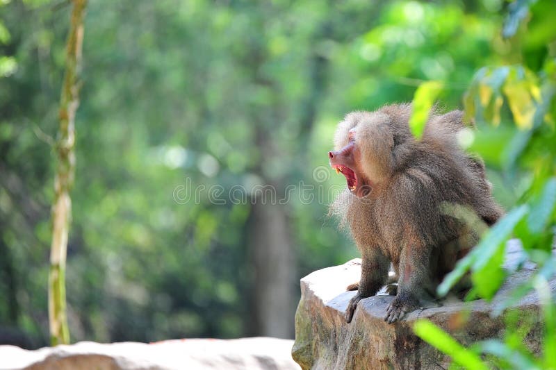 Angry baboon screaming stock photo. Image of life, papio - 26633156
