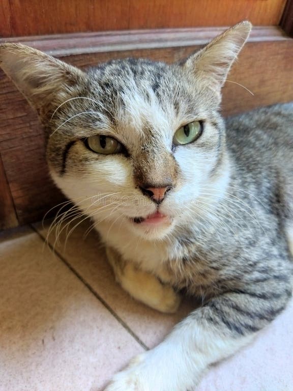 The Angry Back is Back Wow Amazing Stock Photo - Image of amazing, back ...