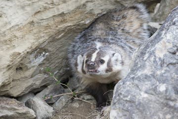 Angry badger in den stock image. Image of powerful, carnivores - 42477037