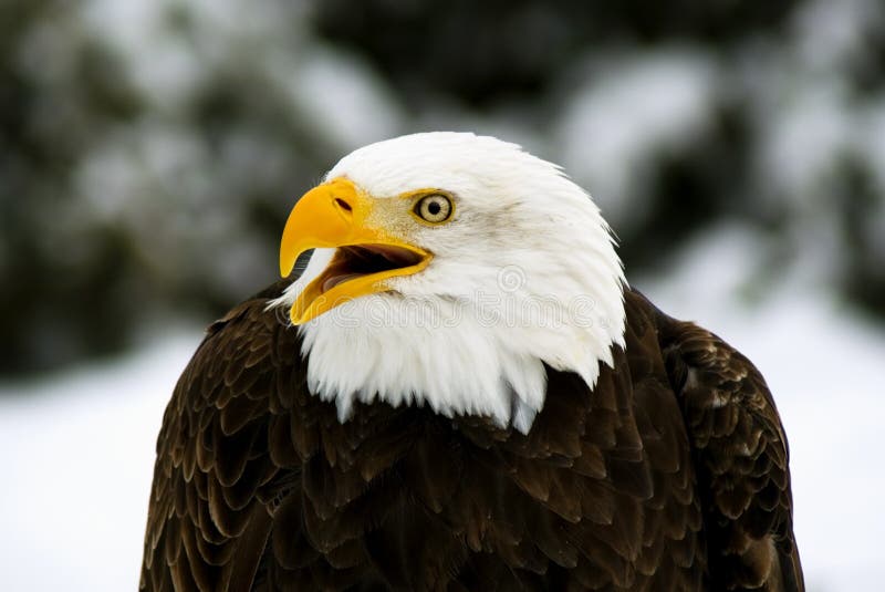 Angry Bald Eagle (Haliaeetus; Leucocephalus) Stock Photo - Image of ...