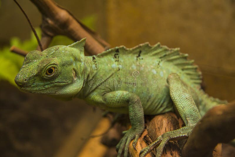 Angry Basilisk stock image. Image of head, costa, rain - 45568577