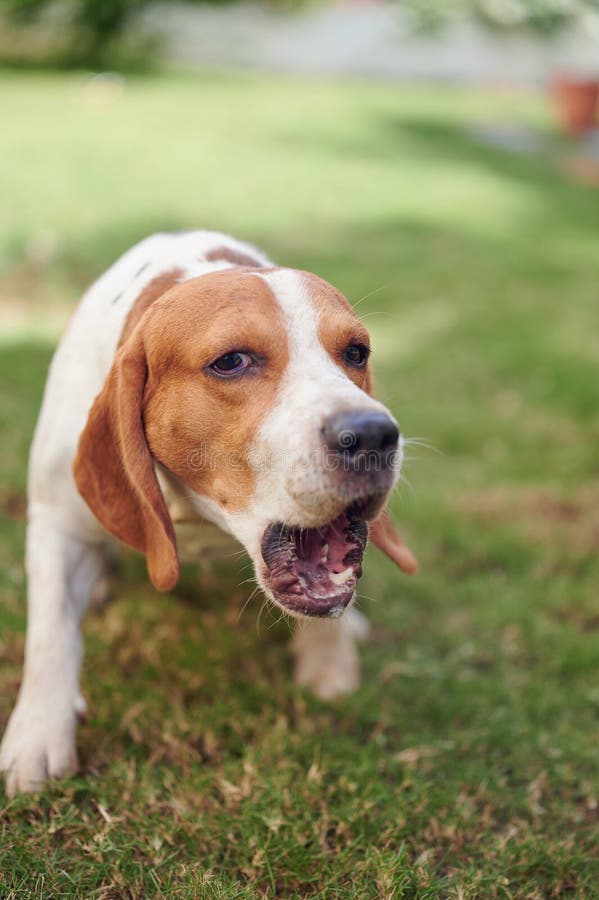 Angry beagle dog portrait stock photo. Image of beagle - 335879252