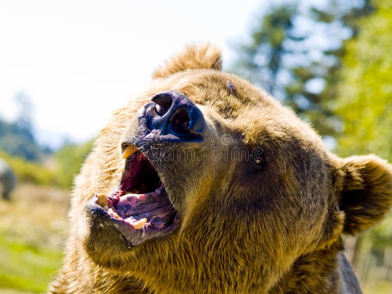 Angry Bear stock image. Image of evil, hungry, angry - 26174231