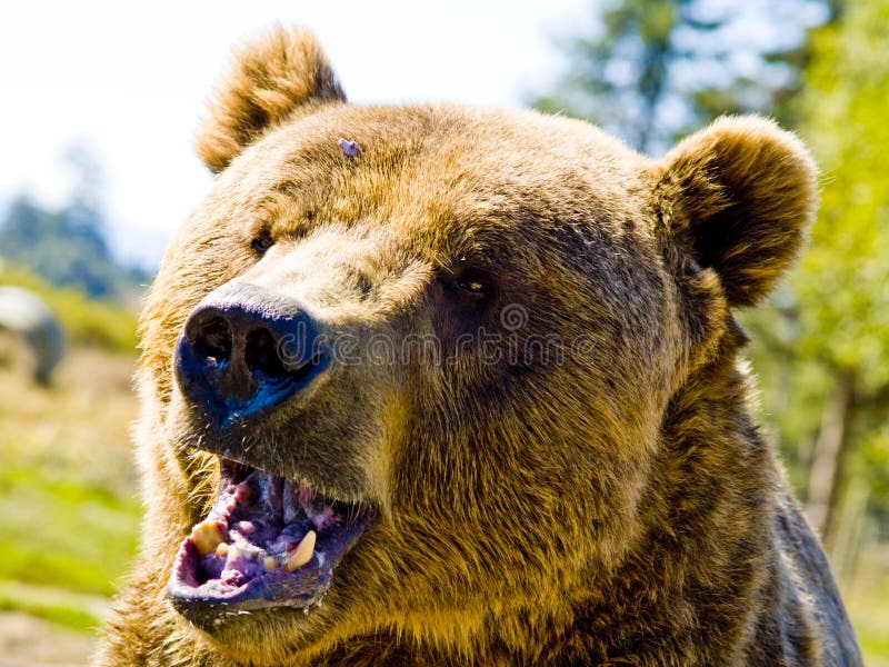 Angry bear stock photo. Image of growl, animal, breed - 3802626