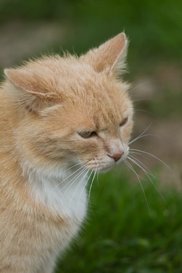 Angry beige cat stock image. Image of animals, fluffy - 73814569