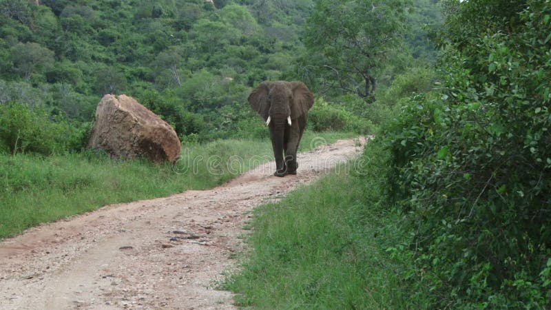 Angry big elephant stock video. Video of ecology, dangerous - 40222861