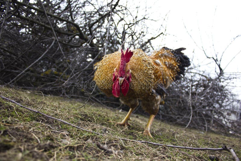 Angry big rooster stock image. Image of attack, closeup - 55149877