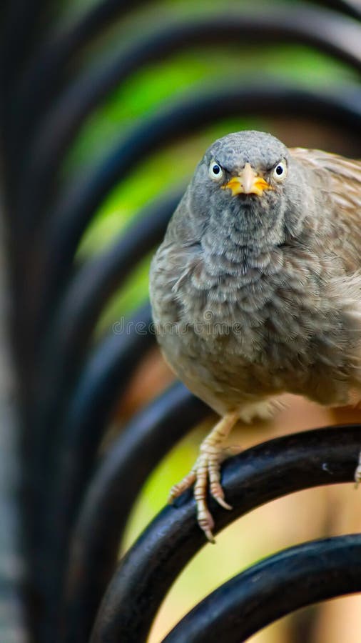 The angry bird stock photo. Image of wildlife, nature - 172666478