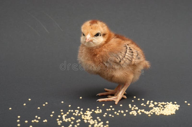 Angry Bird - Chick. Isolated on Black Background Stock Photo - Image of ...