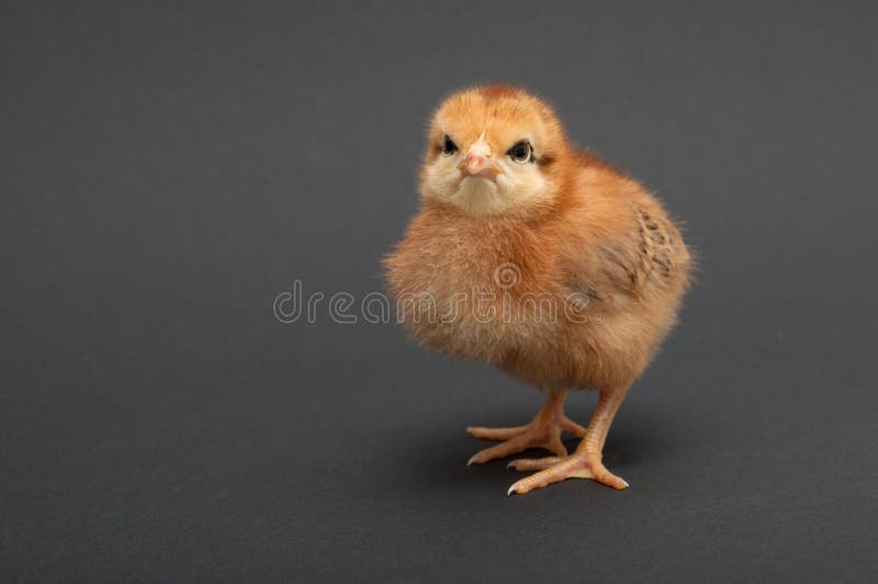 Angry Bird - Chick. Isolated on Black Background Stock Photo - Image of ...