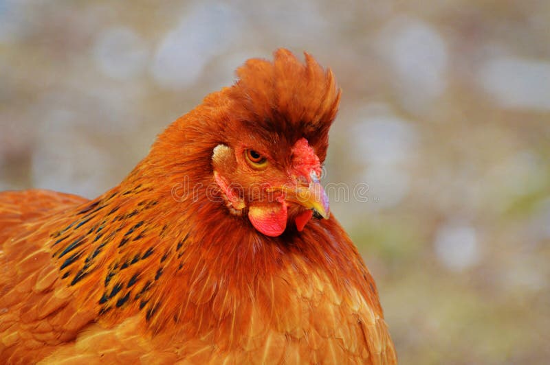 Angry Chicken Stock Photos - Download 906 Royalty Free Photos