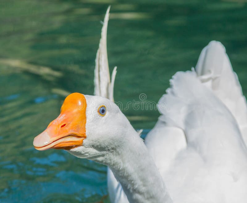 Angry Bird stock photo. Image of nature, face, ornery - 90956292