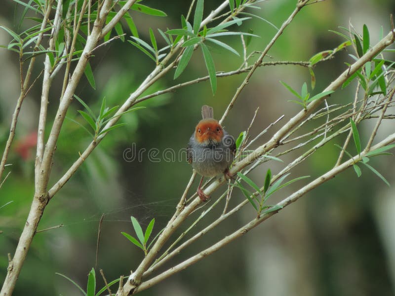 Angry bird stock image. Image of angry, small, cute, colourful - 60372029