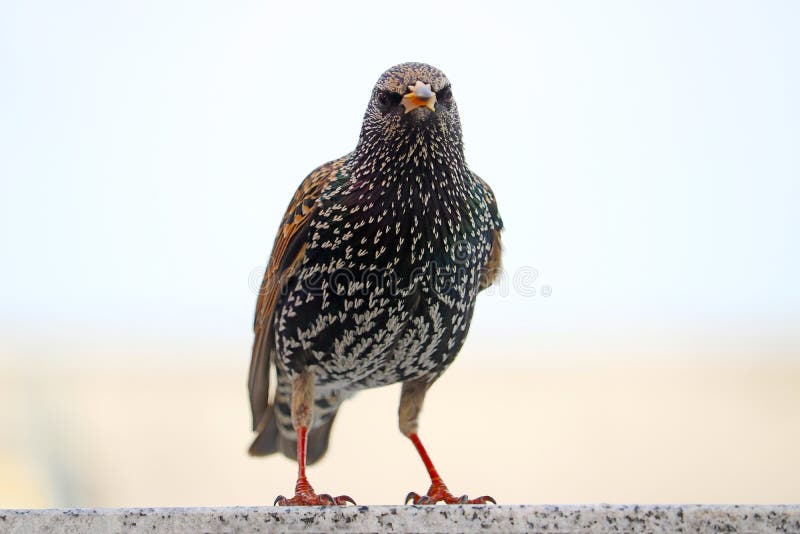 Angry Looking Javan Pond Heron Bird in Frontal View Stock Image - Image ...
