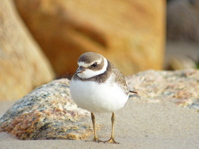 Angry Sea and big Rocks stock photo. Image of close, landscapes - 71918330