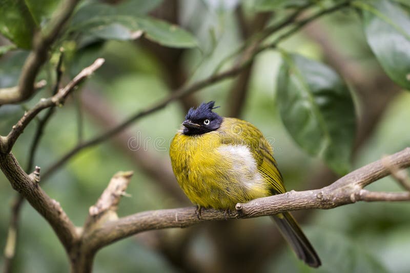 Angry Bird in Hong Kong Park Stock Image - Image of travel, angry: 60333735