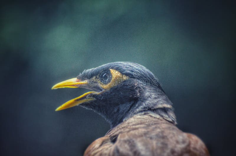 Angry Bird stock photo. Image of indian, myna, food, losing - 77936140