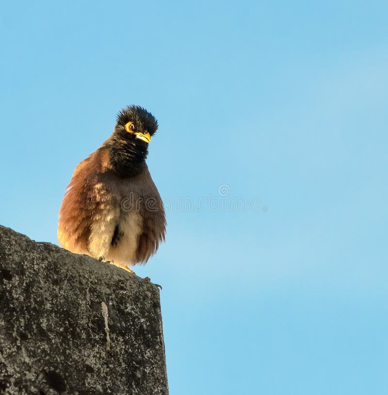 Angry bird stock image. Image of expression, negativity - 68421577