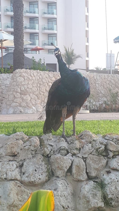 Angry Peacock Stock Photos - Free & Royalty-Free Stock Photos from ...