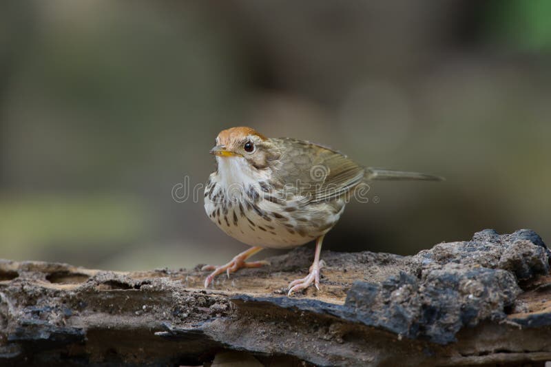 Angry Bird stock photo. Image of bird, ruficeps, background - 59617934