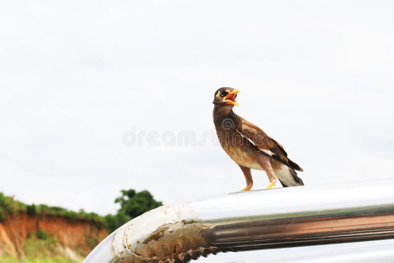 Angry bird on the roof car stock photo. Image of farm - 227931510