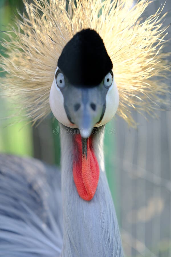 Scary bird stock image. Image of bird, face, peck, scary - 128050901