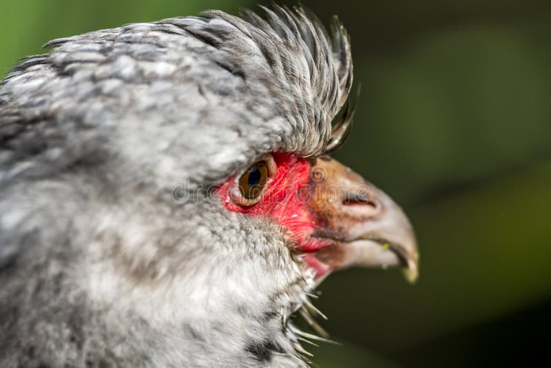 Angry bird stock image. Image of white, closeup, look - 87732481