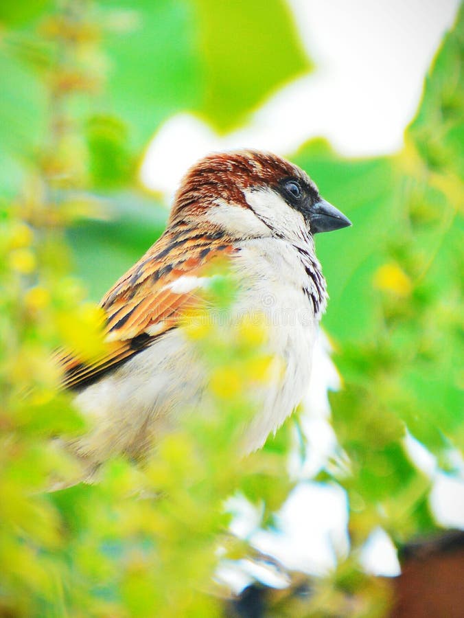 Angry Sparrow Bird on Spring Sakura Tree Branch Stock Image - Image of ...
