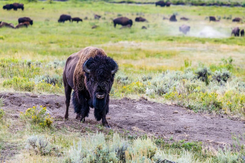 Angry bison stock image. Image of nature, meat, endangered - 28768653