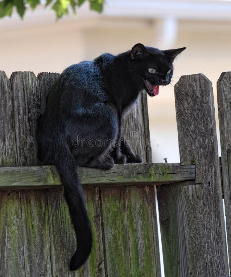 Angry black cat stock image. Image of open, hiss, black - 22432863