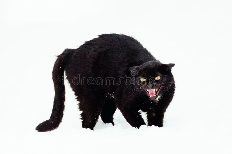 Angry Hissing Cat Stock Photos - Download 440 Royalty Free Photos