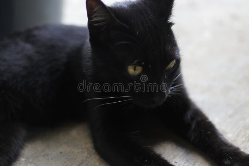 Angry Black Cat Stock Photo Stock Image - Image of cute, cuddle: 242899821
