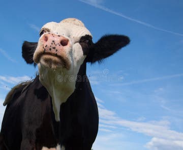 12,574 Angry Cow Stock Photos - Free & Royalty-Free Stock Photos from ...