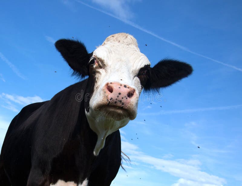 12,161 Angry Cow Stock Photos - Free & Royalty-Free Stock Photos from ...