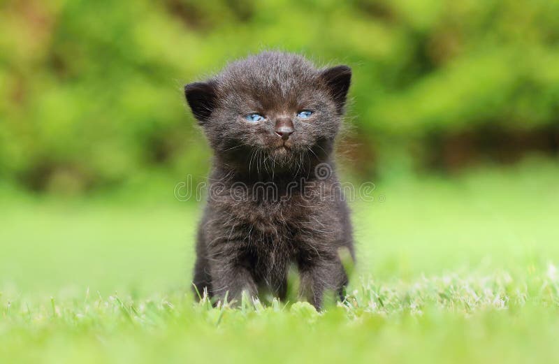 Angry black kitty stock photo. Image of adorable, kitten - 74478172