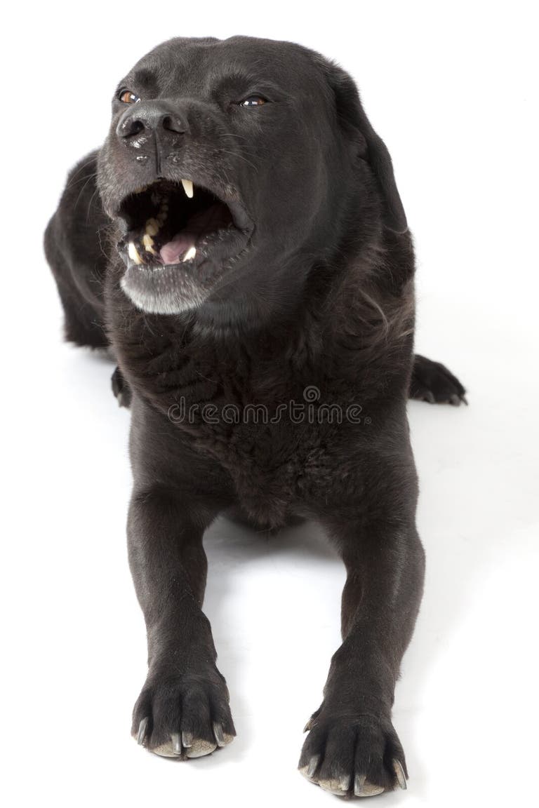 467 Angry Labrador Stock Photos - Free & Royalty-Free Stock Photos from ...