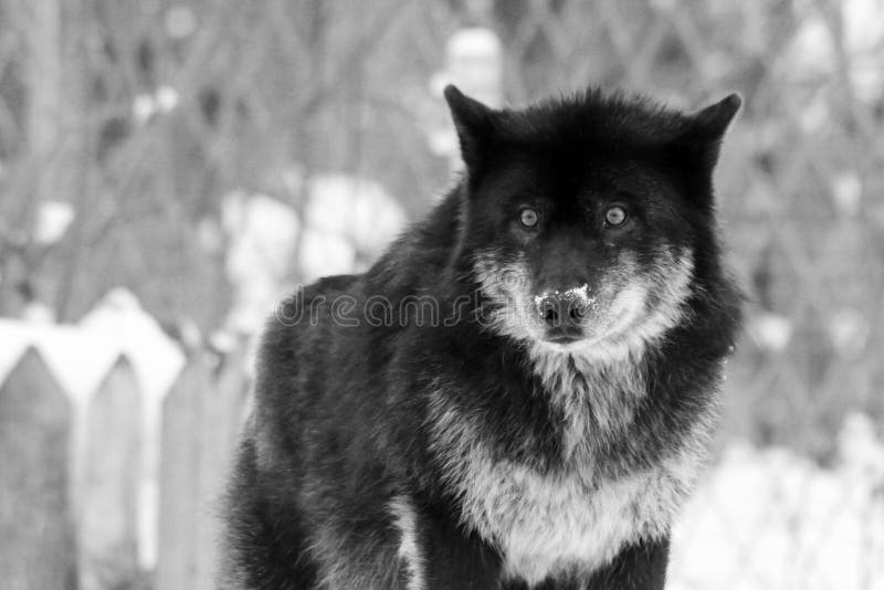 Angry Black Wolf in the Wild in Winter Stock Photo - Image of contact ...