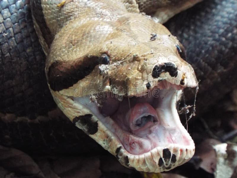 Angry Boa Constrictor Stock Photos - Free & Royalty-Free Stock Photos ...
