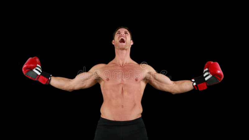 Angry Boxer Against Black Background Stock Footage - Video of lifestyle ...