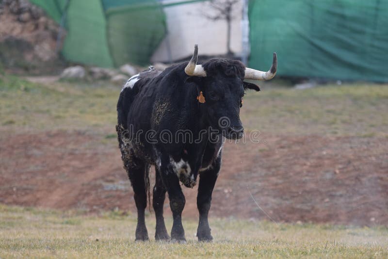 Angry Brave Bull stock photo. Image of running, field - 137142472