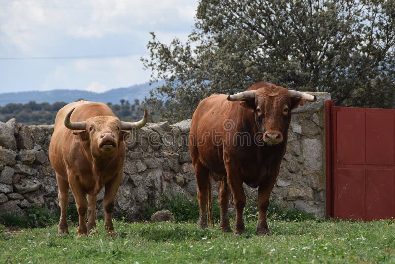 Angry Brave Bull stock photo. Image of field, horse - 137249646