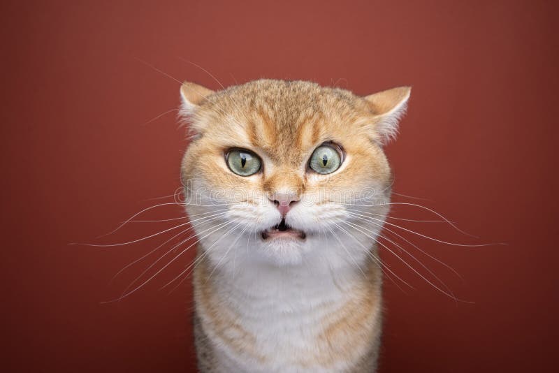Angry British Shorthair Cat Making Funny Face Stock Image - Image of ...