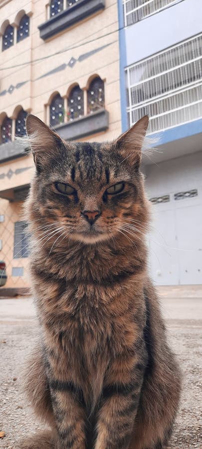 Angry Brown Cat Looksvto the Camera Stock Photo - Image of looksvto ...