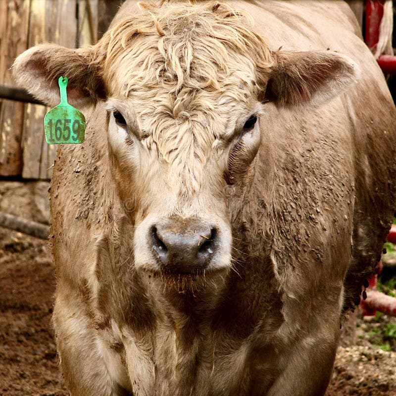 11,964 Angry Cow Stock Photos - Free & Royalty-Free Stock Photos from ...