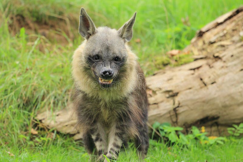 Angry brown hyena stock photo. Image of brunnea, hyena - 44287278
