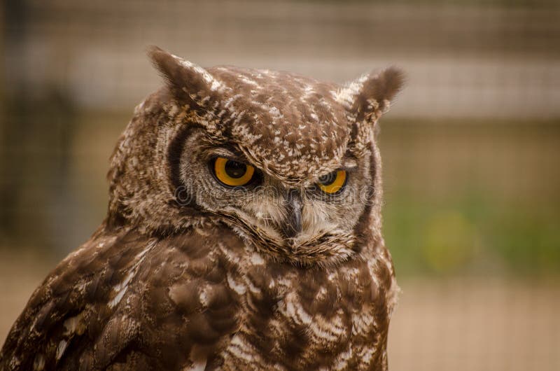 Angry Owl stock image. Image of squinting, grass, angry - 14515463