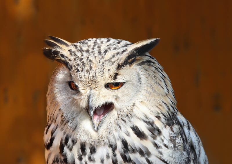 Crying Owl Stock Photos - Free & Royalty-Free Stock Photos from Dreamstime