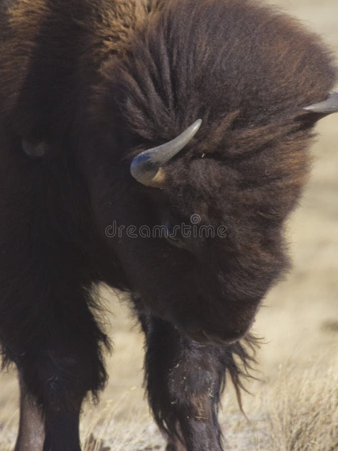Angry Buffalo stock photo. Image of threatening, mammal - 35492202