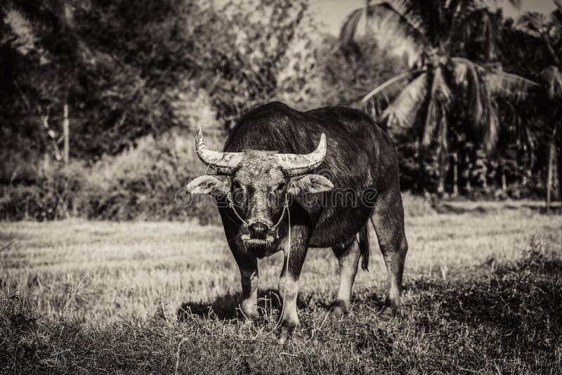 Angry Buffalo stock photo. Image of threatening, mammal - 35492202